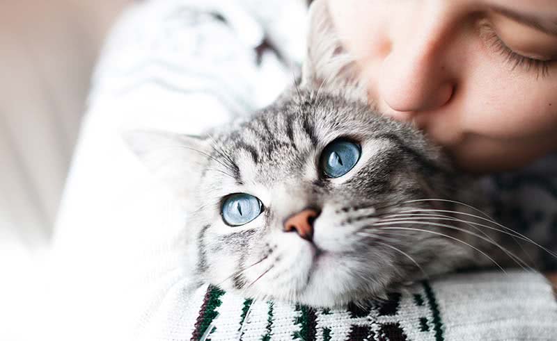 Pet Modelling & Animal Modelling Requirements - Pet Model Agency